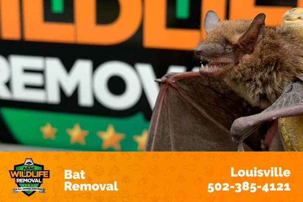 Bat Removal Louisville | Remove Bats And Other Louisville Wildlife